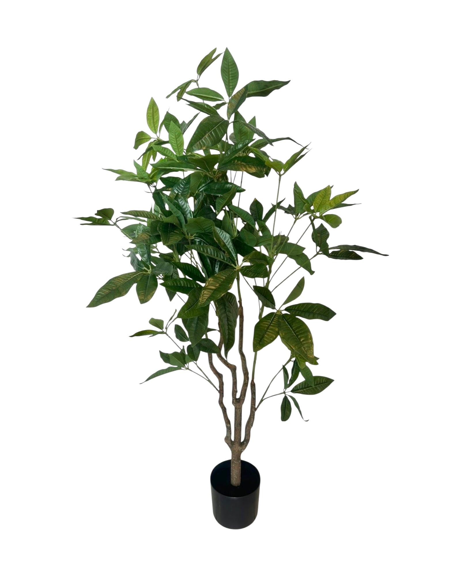 4ft pachira tree – floristworld